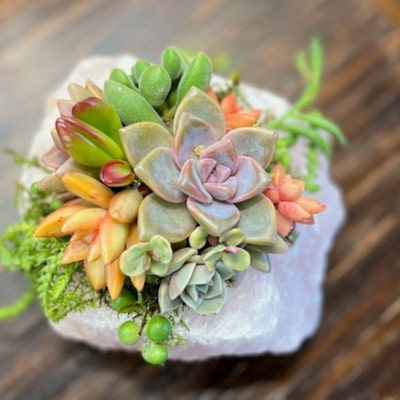 Graduation Succulent Plant Favors, Custom Tags With School Colors ...