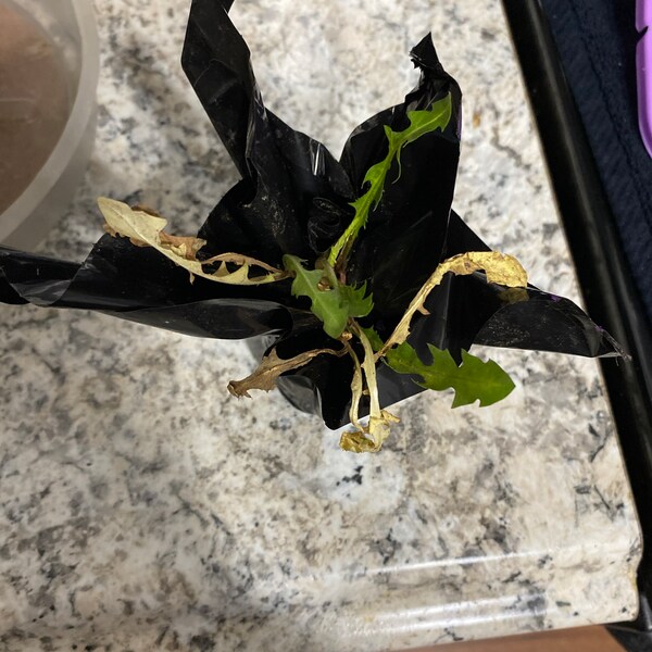 Colorful Camouflage/chinese Characters Lycra Nylon Spandex 4 Way ...