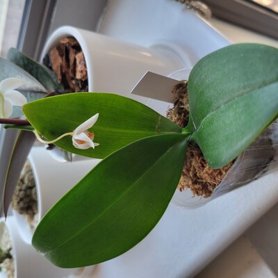 Phal. Sogo Vivien 'SOGO F858' variegata & Peloric - Etsy