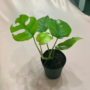 Rare Mini Monstera 4'' From Tropical Ambiance - Etsy