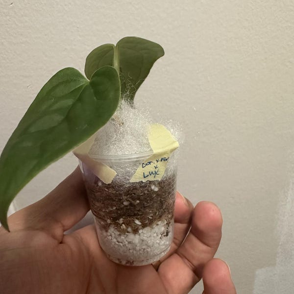 Hoya Lacunosa Silver Mint Coin Lightly Rooted Actively Growing Silver ...