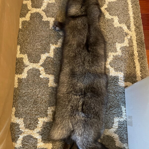 River Otter Pelt, Tanned - Etsy