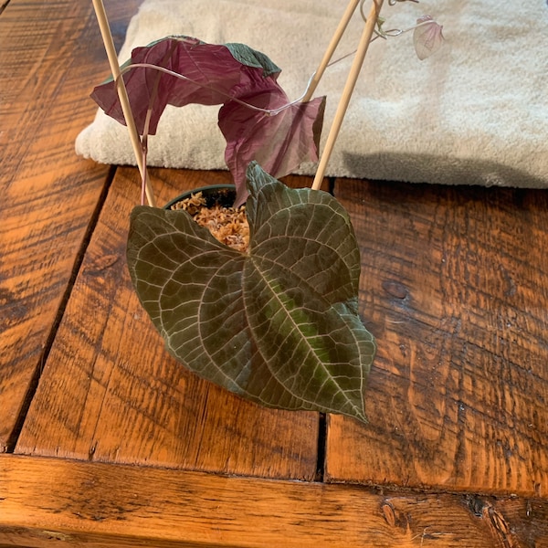 Dioscorea Discolor: Variegated Ornamental Yam Vine, 2.5 Inch Pot - Etsy