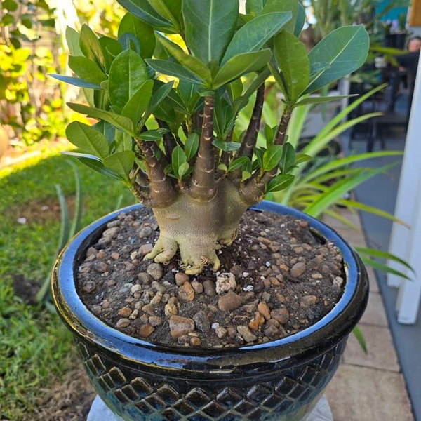 Adenium Arabicum 4 Ways 'green Mind Hybrid' 3.5 Pot A4, Exotic Bonsai ...