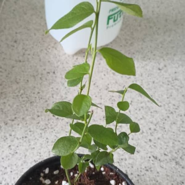 Jewel Blueberry 4 to 6 Inch Live Starter Plant Cutting Grown Blueberry ...