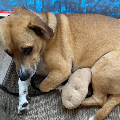 Catnip Cannoli Cat Toy - Etsy