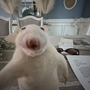 Taxidermy Rat Taxidermy Rat Mount Sculpture Hand Miniature - Etsy