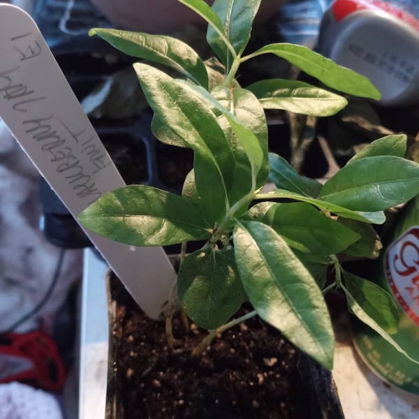 Blackberry Jam Fruit Randia Formosa Potted PLANT Tropical Tree Jasmin ...