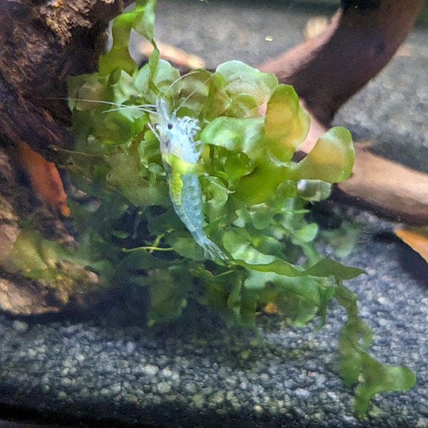 2x2 Inch Portion of Subwassertang Moss! Live Aquarium Plants! Free S/h ...