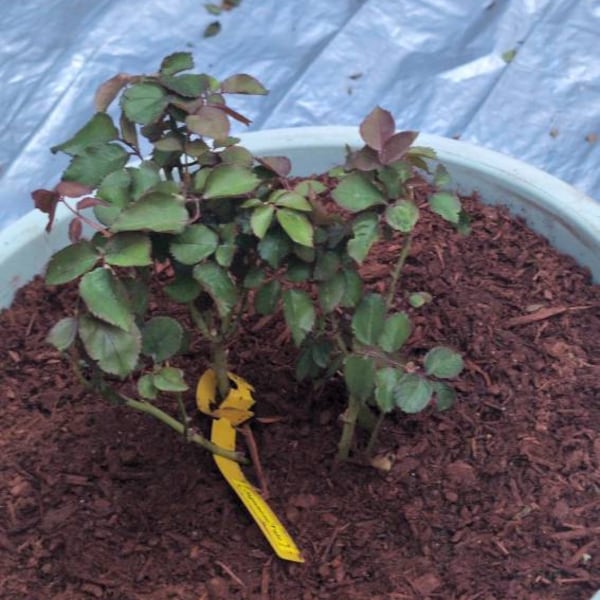 Rose【scheherazade| シェエラザード】-1.5 Gal Ownroot | Rare Rose| Strong ...