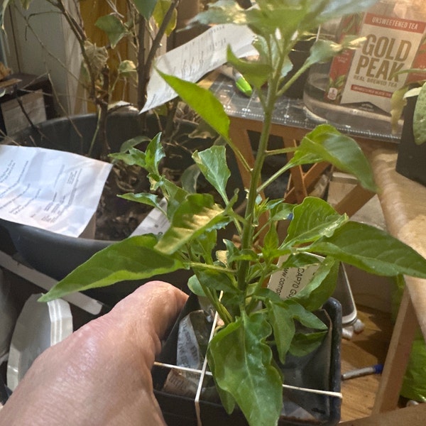 Capsicum Frutescens Red Wiri Wiri Pepper Plant Guyanese Pepper in 4 ...