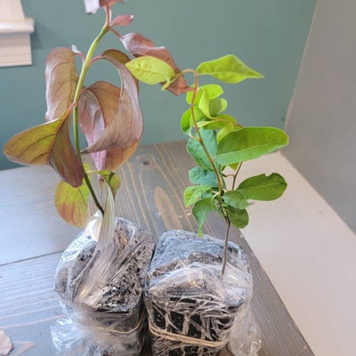 Chinese Elm Quart Container - Etsy