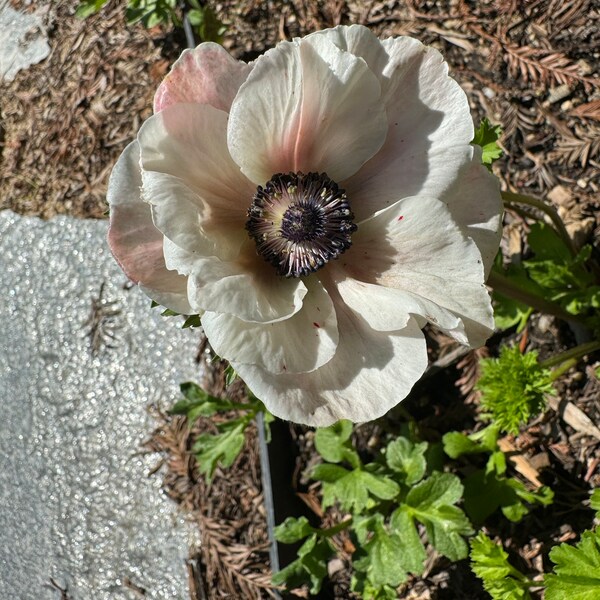 Italian Ranunculus Elegance 'rosa Scuro', Size (5/7) FREE SHIPPING - Etsy