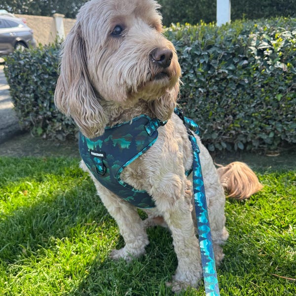 Green Chevron Dog Elite Bundle - Custom Dog Collar, Leash and Harness ...