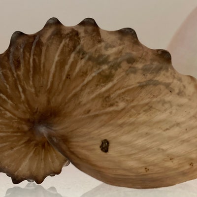 Argonaut Shell Paper Nautilus Natural Cleaned Sea Shell Rare Delicate ...