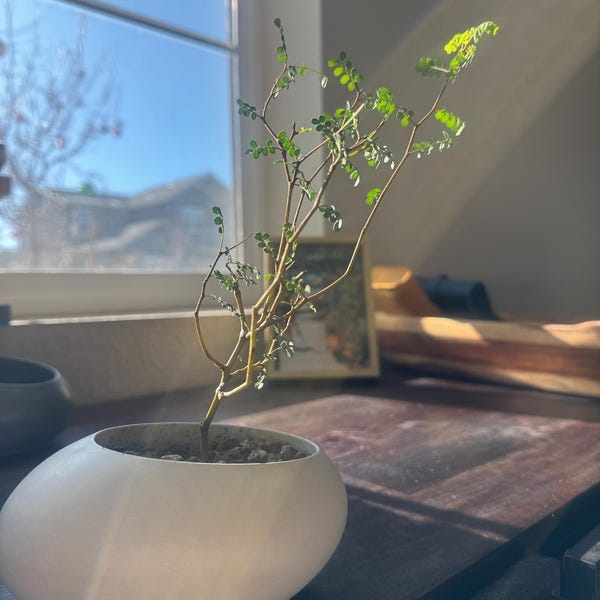Concrete Minimalist Planter, Slanted Pot, Table Centerpiece ...