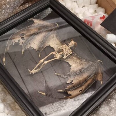 Sphinx Skeleton, Curiosity Cabinet - Etsy