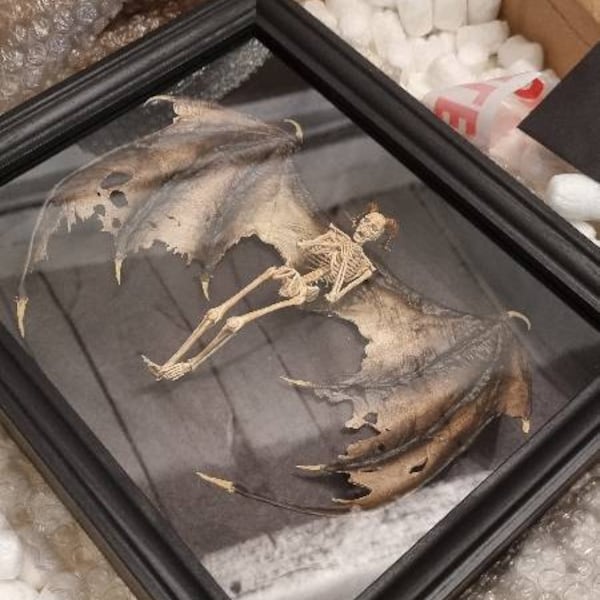 Bat Winged Demon Skeleton, Curiosity Cabinet - Etsy