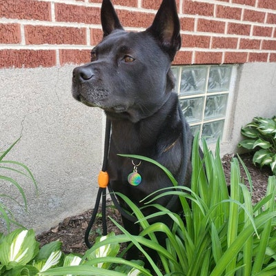 Adopt Old Dogs Weather-resistant Sticker Dog Adoption Decal - Etsy