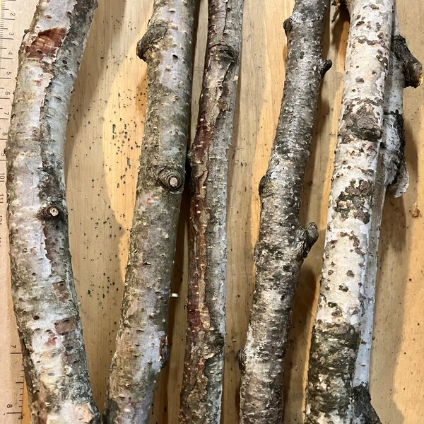Ironwood Logs, Approximately 6 Inches Long and About 2 3/4 Inches ...