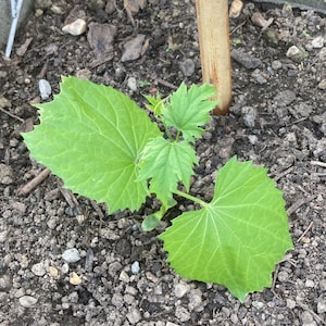 35 Organic Loofah Seeds Luffa Edible Squash Sponge - Etsy