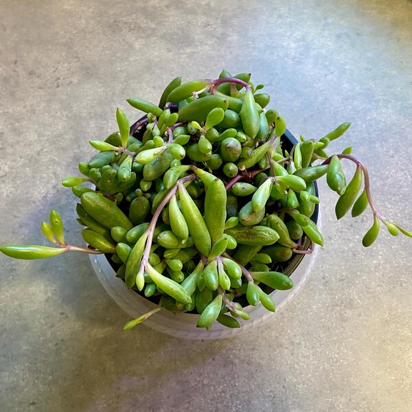 Ruby Necklace, String of Rubies, Little Pickles, Othonna Capensis ...