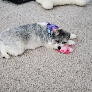 Concha Dog Squeaky Toy Concha Toy Mexican Sweet Bread Toy | Etsy