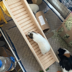 5.5 Guinea Pig Ramp With Sides Guinea Pig Accessory | Etsy