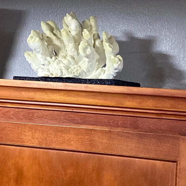 Calico Atlantic Scallop Seashells Argopecten Gibbus (10 Shells Approx ...