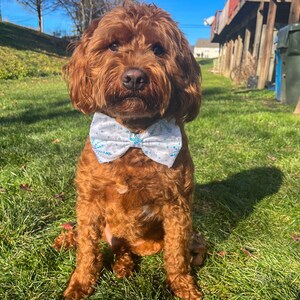 Toads and Mushrooms, toadally Fungi Cream Velvet, Forest, Reversible ...