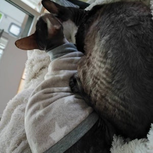 Kotomoda Shower Caps for Sphynx Cats and Small Pets 20pcs in a - Etsy