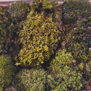 Moss, Rock Cap Moss, Terrariums, Crafts, Miniatures, Fairy Gardens ...