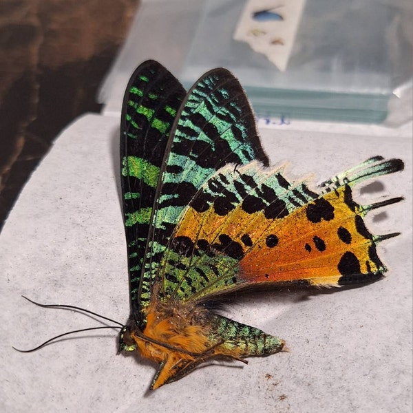 Real Sunset Moth, Urania Riphaeus, Spread for Your Project or Laminated ...