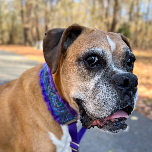 Bold and Bright Ring Lead With Tug Agility Lead-barn Hunt Lead Fyball ...