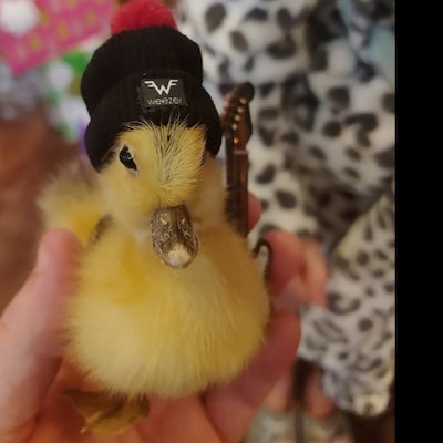 Taxidermy Duckling Rockstar Duck Guitar Oddity Goth - Etsy