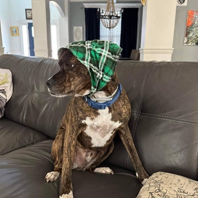 Pet Cancer Awareness Ribbon Blue Bandana I'm Beating Cancer or Hug Me I ...