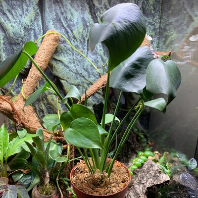 Monstera Deliciosa Tropical Split Leaf Plant 4 Inch Pot Indoor and ...