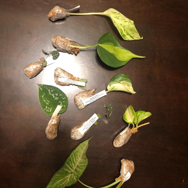 DIY Gifts Terrarium DIY Kit Plant Plant Gifts for Outdoor Lover Live ...