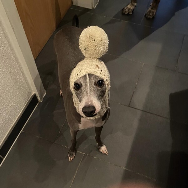 Hoodie Snoodie Italian Greyhound Orange - Etsy