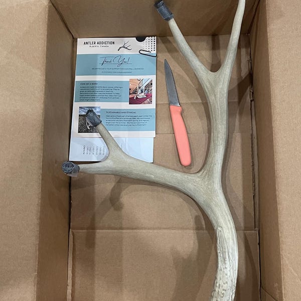 Natural Mule Deer Antlers. FRESH Finds, ANY SIZE. Crafting. Decor ...