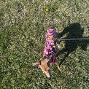 Dog Anti Escape Harness, Triple Harness, Safe Harness, Dog Harness ...