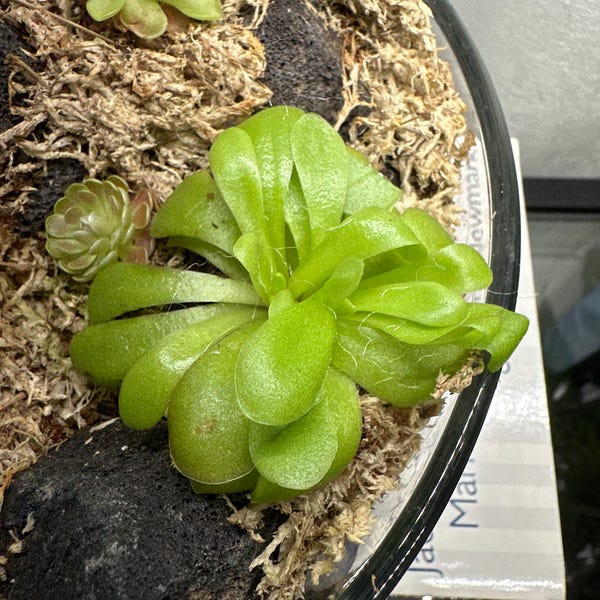 Chester Fern Starter Plant ALL STARTER PLANTS Require You to Purchase 2 ...