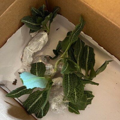 5 Rattle Snake Orchid Plants - Etsy