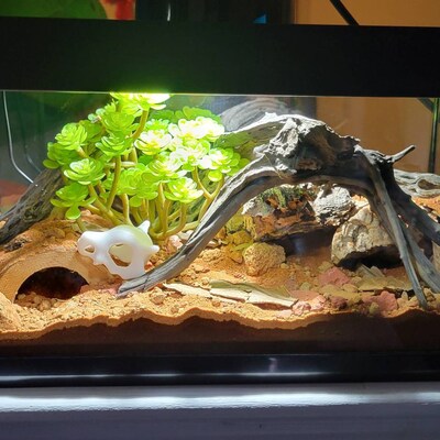 Jumping Spider or Tarantula Cubone Skull Decoration - Etsy