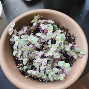 Callisia Repens Pink Lady Callisia Repens Pink Panther Bolivian Jew ...