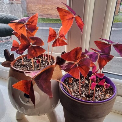 20 X Oxalis Triangularis Purpurea Bulbs. .purple Butterfly Plant Easy ...