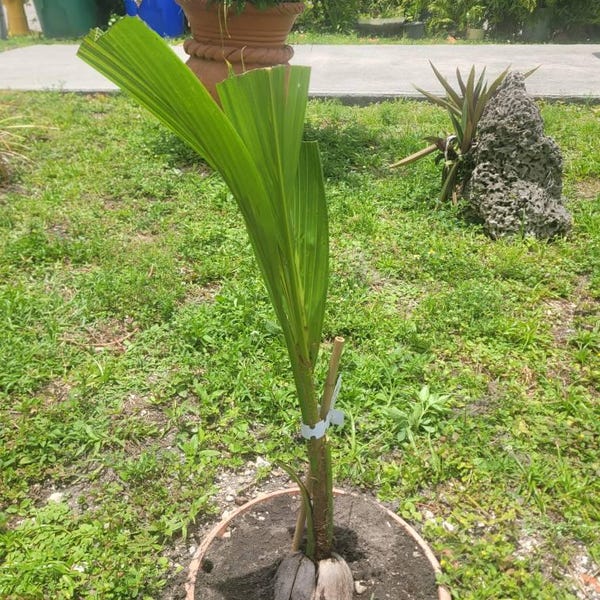 Extremely Rare Corypha Umbraculifera (talipot Palm) - Etsy