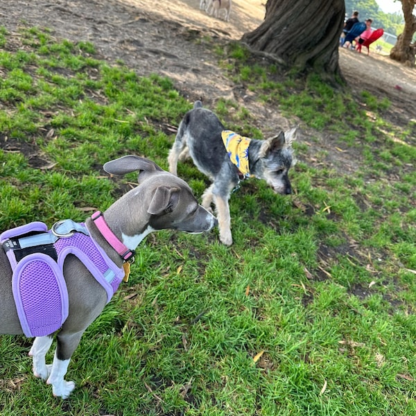 Italian Greyhound/whippet Navy Blue Hoodie With Stripes, Dog Clothes ...