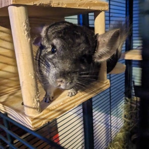 Crazy Critter 11 Pc Kiln Dried Pine Chinchilla//rat//degu//squirrel ...