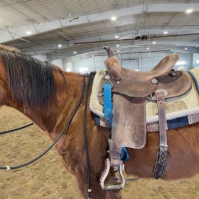 Teal Laced Horse Size Complete Bitless Hackamore Rawhide Bosal - Etsy